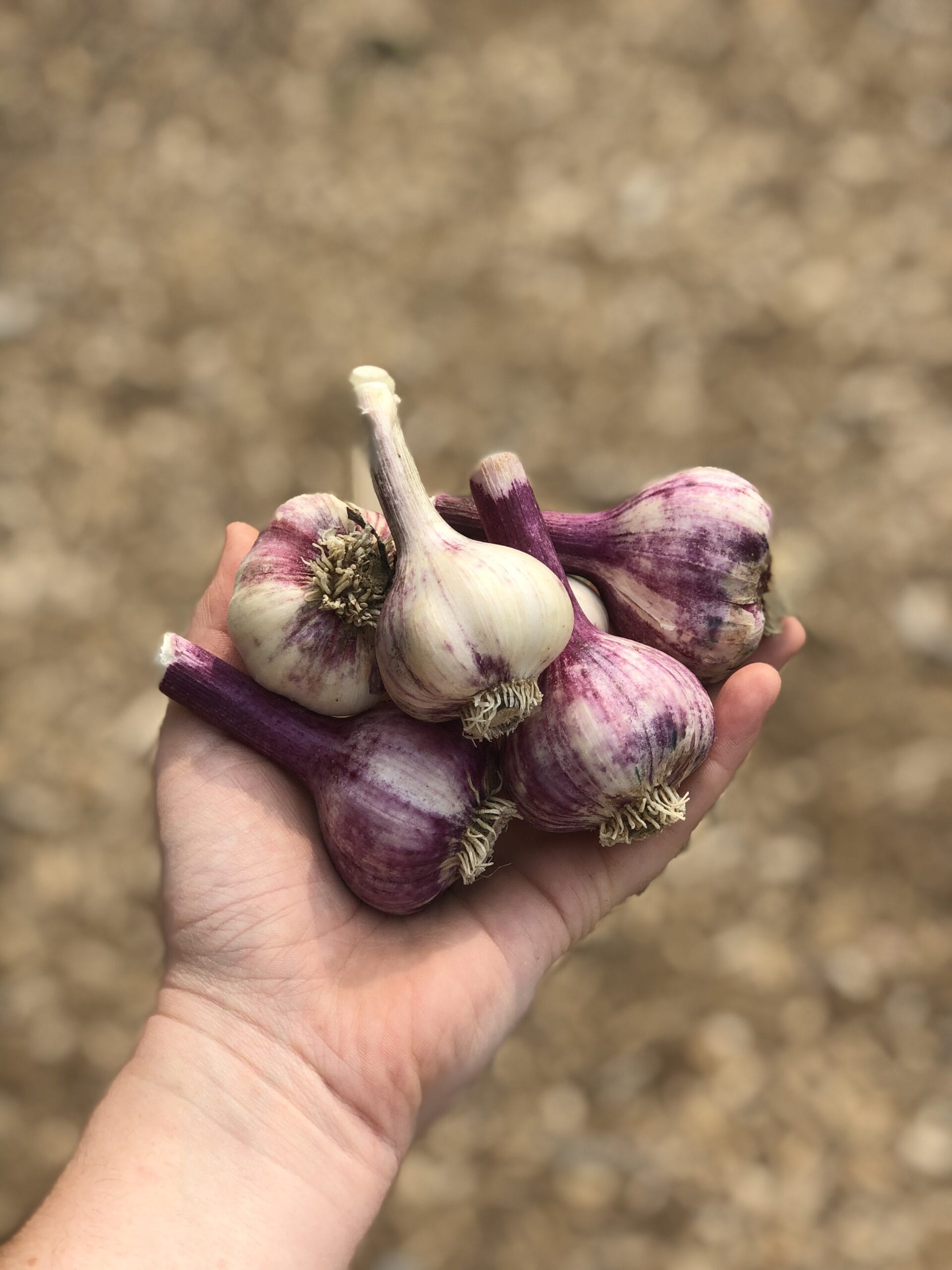 Jordan's Farm - Farmstand